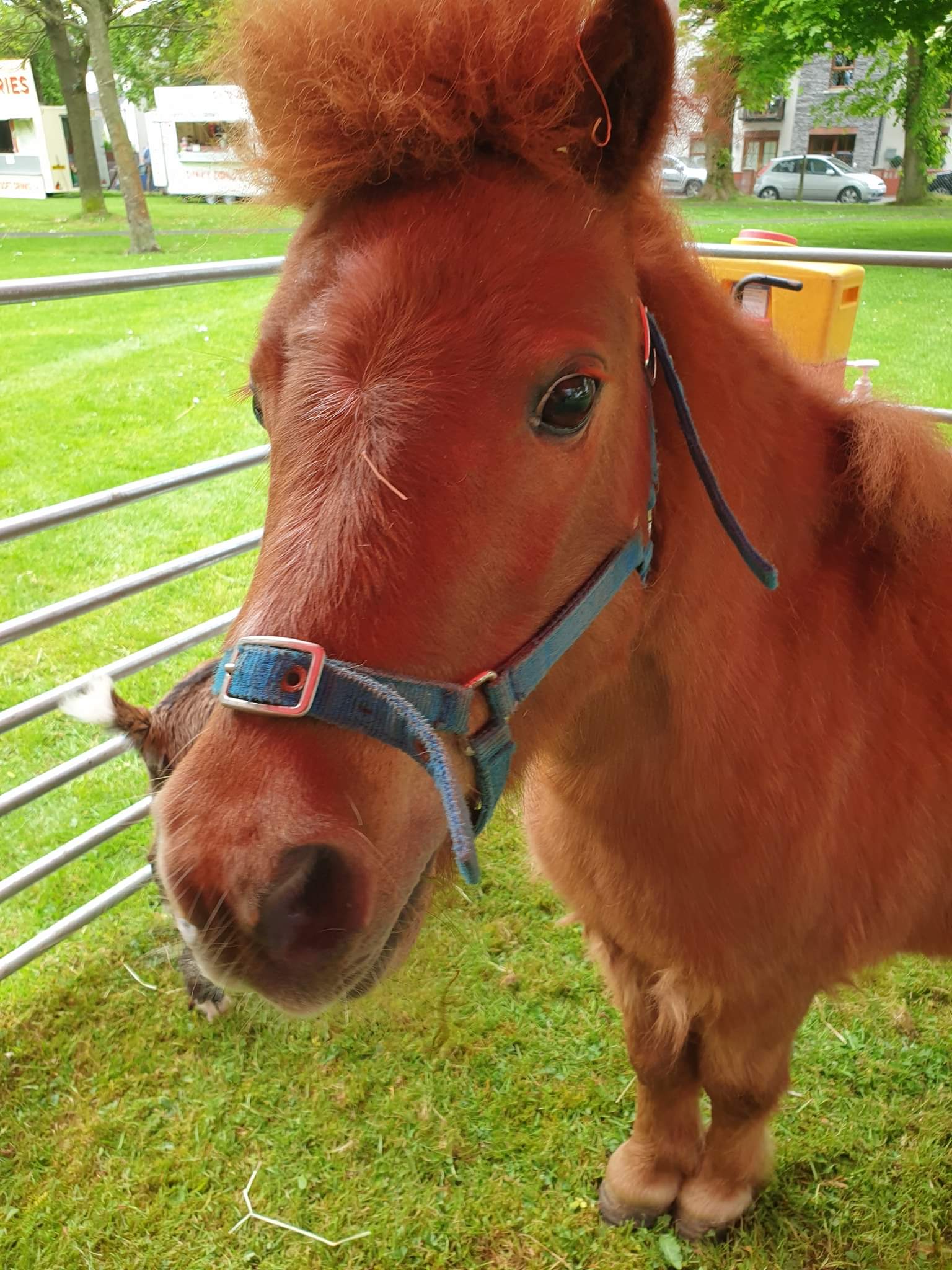 Meet The Animals - Kidz Farm