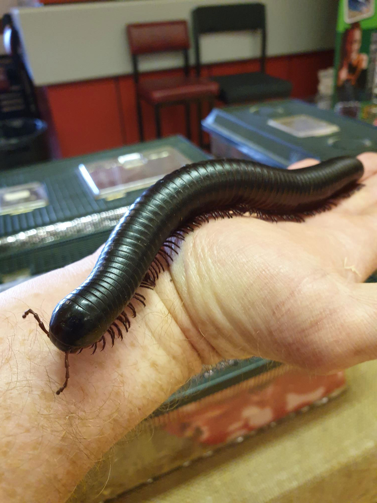 Meet The Animals - Kidz Farm